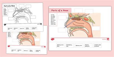Parts Of The Nose Labelling Activity Teacher Made Twinkl