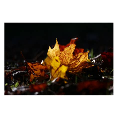 Colori Dautunno 5 Fotoquadri Dautore Shop Di Piero Codecà Photography