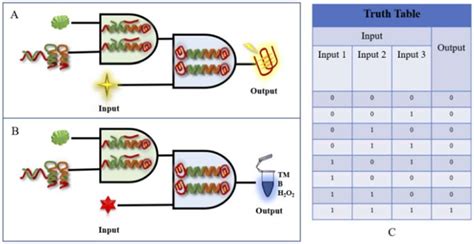 A A Schematic Diagram Of The Fluorescence Based And Logic Gate B Download Scientific