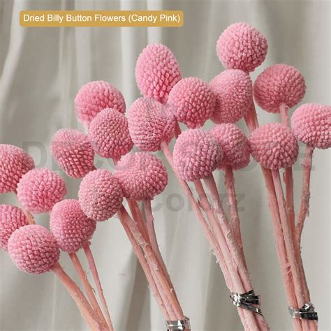 Dried Billy Button Flowers Candy Pink Colorz Lk The Decor Store