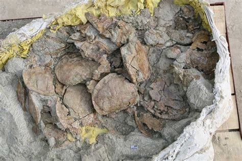 Image Gallery Pile Of Turtle Fossils Unearthed Live Science