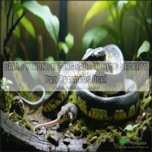 Ball Python Tank Size Guide To Proper Enclosures For Every Life Stage