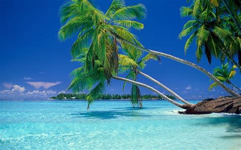 Nature Landscape Beach Tropical Sea Vacation Summer Palm Trees