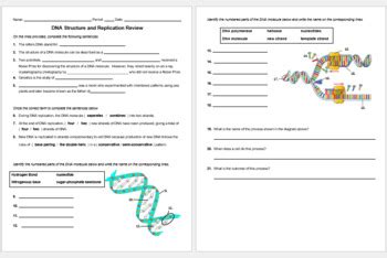DNA Structure Replication Review WS By Pinecorn Studios TPT
