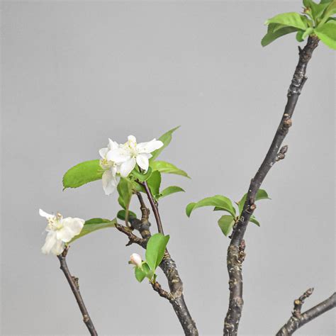 激減區 SALE 盆景星球 Bonsai Planet