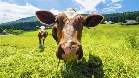 Halálos Balesetet Okozó Tehén