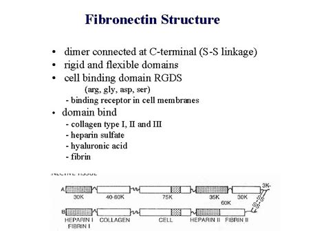 Extracellular Matrix Extracellular Matrix Ecm Cells Mesenchymal Origin