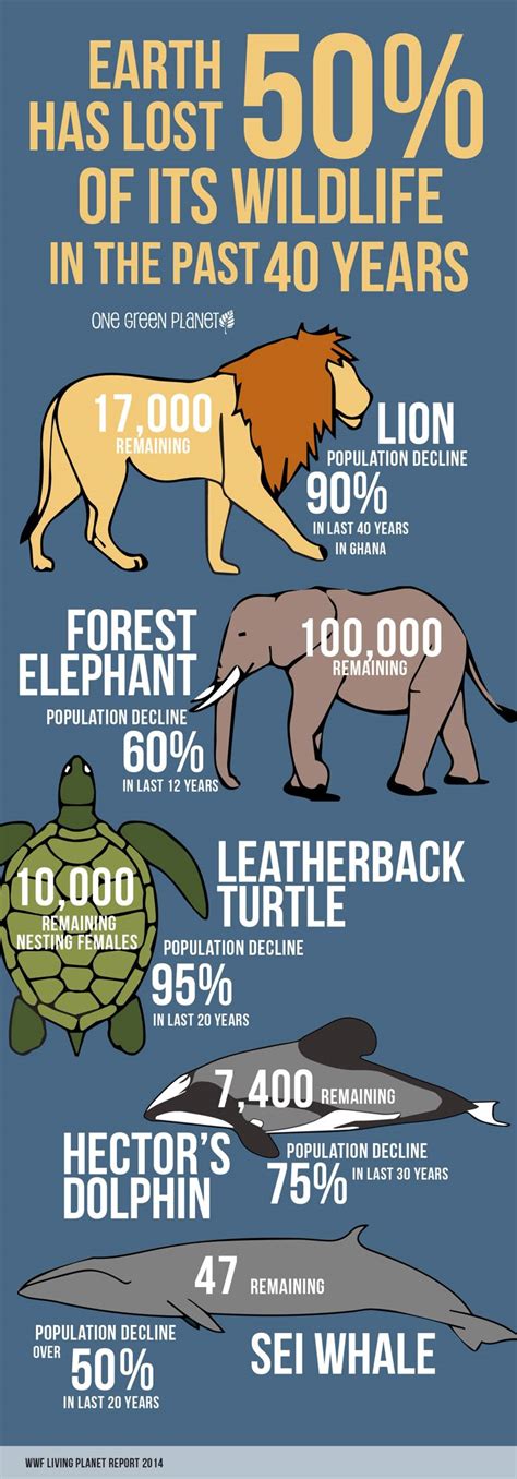 This Infographic On How Much Wildlife Weve Lost In The Past 40 Years