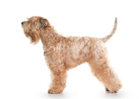 10 Wheaten Terrier Haircuts And Grooming Styles With Pictures Hepper