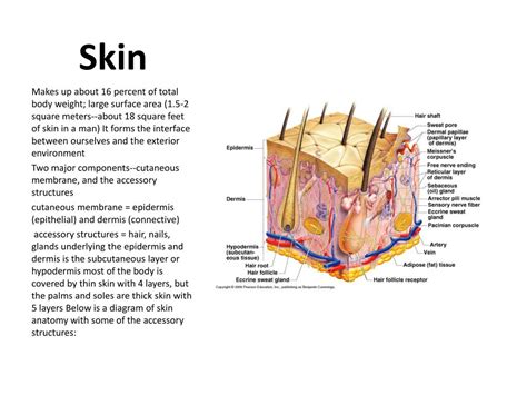 PPT Integumentary System And Accessory Organs PowerPoint Presentation ID