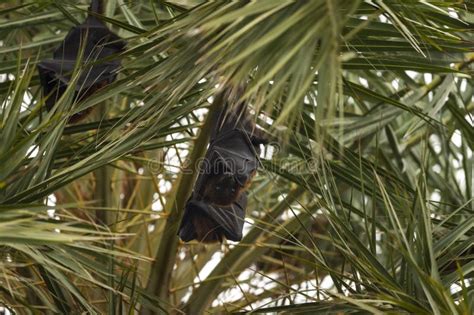 Indian Flying Fox Or Greater Indian Fruit Bat Or Pteropus Giganteus