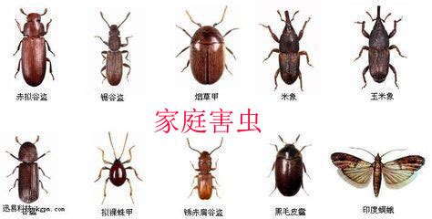 家里有哪些会飞的害虫 百度知道