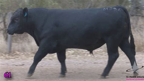 Lot 061 Youtube