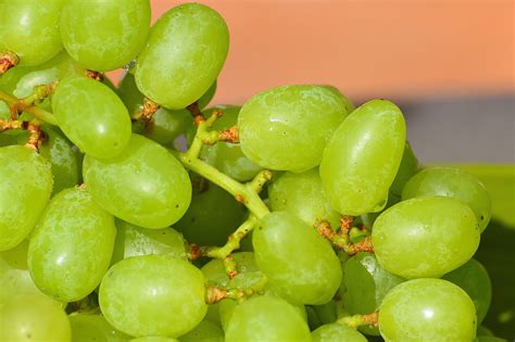 300개 이상 무료 청포도 및 포도 사진 Pixabay