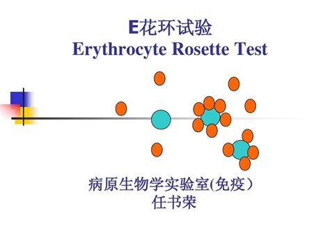 e花环实验图 图库 五毛网