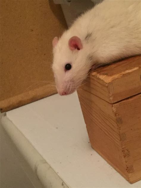 Dexter Cute Rats Pet Rats Rats