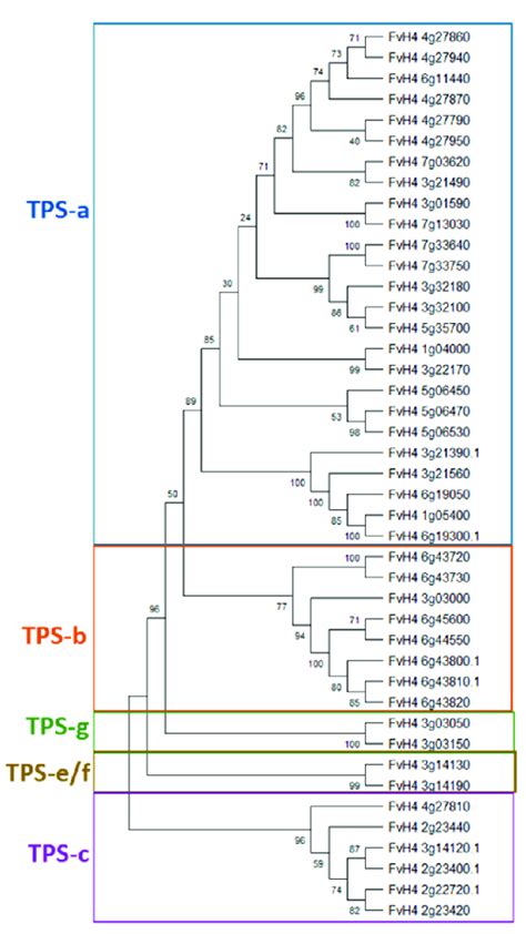 A Phylogenetic Tree Of Fragaria Vesca Terpene Synthase Genes Classified