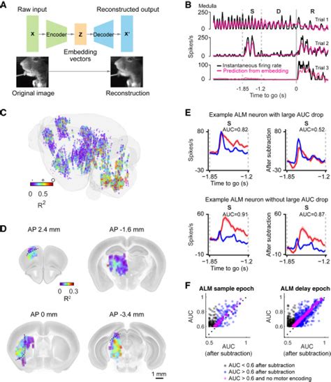 Brain Wide Neural Activity Underlying Memory Guided Movement Science