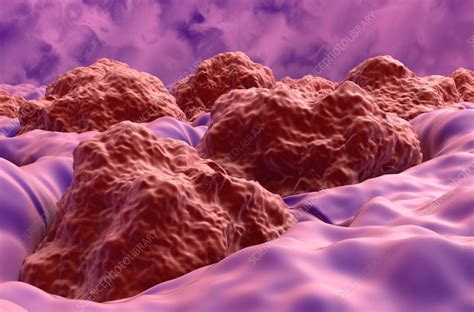 Taste Buds Illustration Stock Image F0405919 Science Photo Library