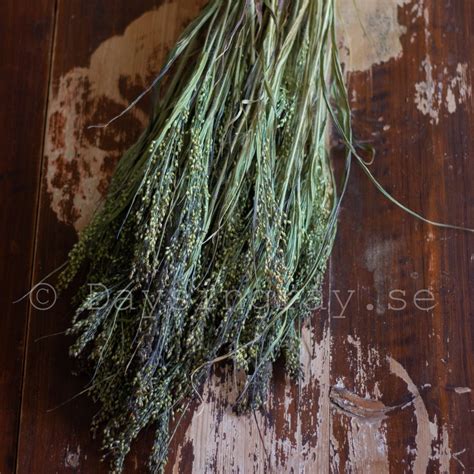 Hirs Panicum Violaceum Fröer