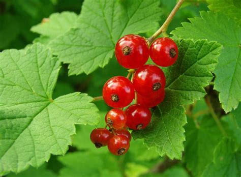 How To Propagate Red Currants Using Cuttings