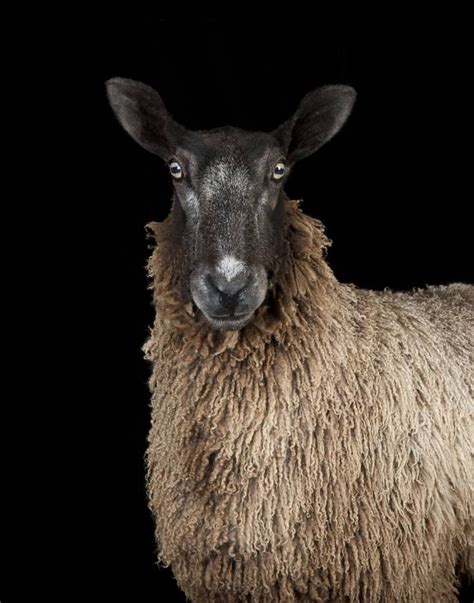 Blue Faced Leicester Sheep Photography By Richard Bailey Saatchi Art