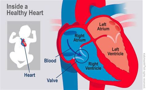 Atria And Ventricles MEDizzy