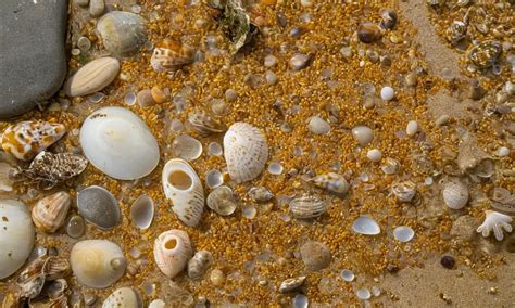 Cirripedos Métamorfosis Y La Larva Cypris En El Mar