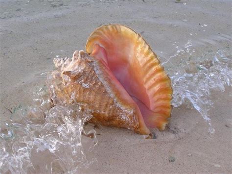 23 Best CONCH SHELLS Images On Pinterest Conch Shells Sea Shells And Shells
