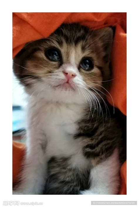 猫咪小十七摄影图 图片素材 其他 摄影图库 昵图网