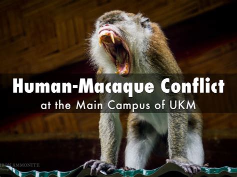 Human Macaque Conflict By Edmundhang
