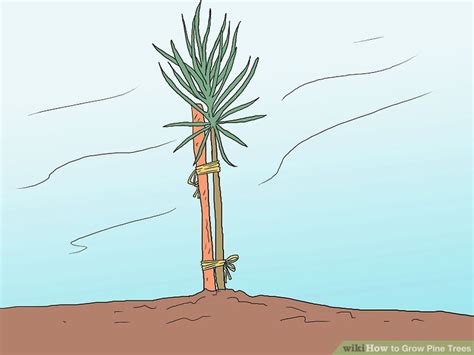 3 Ways To Grow Pine Trees WikiHow