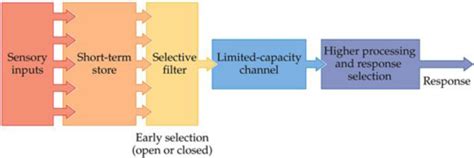 Cognition Lecture 2 Attention Flashcards Quizlet