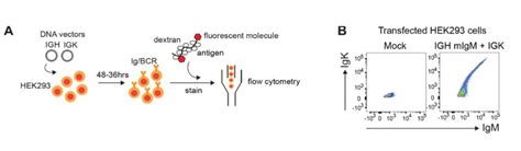Immudex On Linkedin Klickmer Hcv Antigenspecificity Bcells Autoimmunedisease