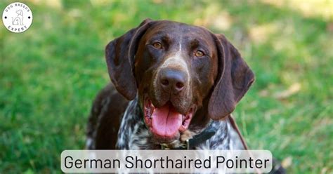 Are German Shorthaired Pointers Smart