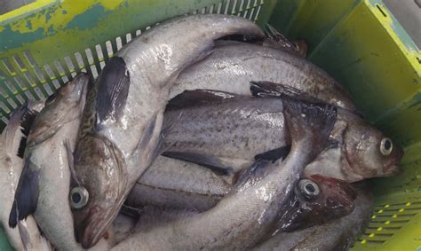 Walleye Pollock Noaa Teacher At Sea Blog