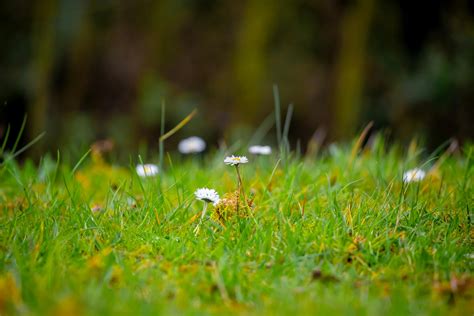 경치 꽃 꽃무늬 꽃이 피는 꽃잎 나뭇잎 녹색 녹지 농촌의 다채로운 데이지 들판 땅 매크로 무성한 보케 봄 생태계 서식지 선명한 성장