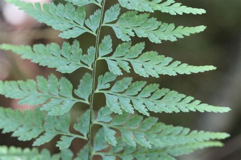 Asplenium Insolitum Ferns And Lycophytes Of The World