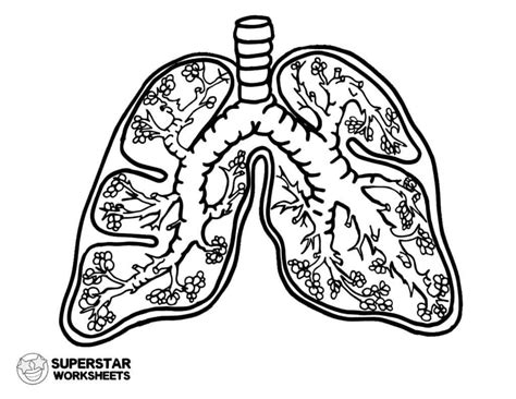 Respiratory System Coloring Page