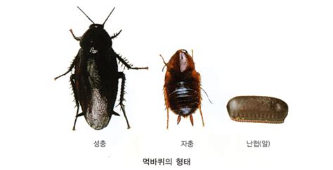 바퀴벌레 종류 네이버 블로그