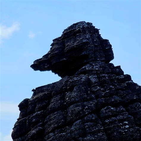 Fiction Friday The Tale Of Tuxie The Transformed Penguin