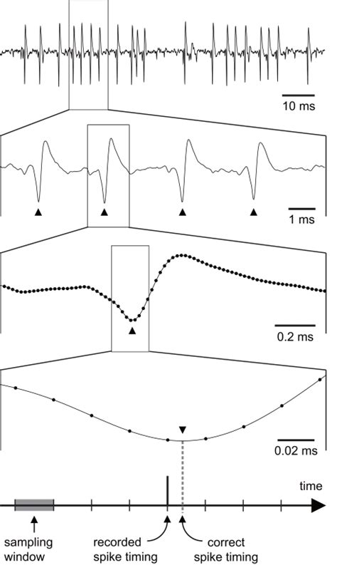 Recorded Spike Waveforms And The Effect Of Sampling Window Since