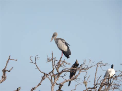 スキハシコウ スリランカの鳥 うぐいすのブログ