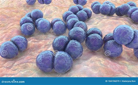 Bacteria Streptococcus Pneumoniae Stock Illustration Illustration Of Streptococcus