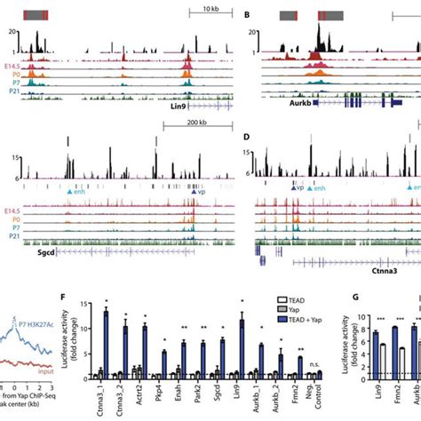 Integrated Genomic Analysis For Identifying Yap Target Genes A Motif