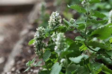 How To Grow Catnip From Seed To Bloom Planting And Care Farmhouse