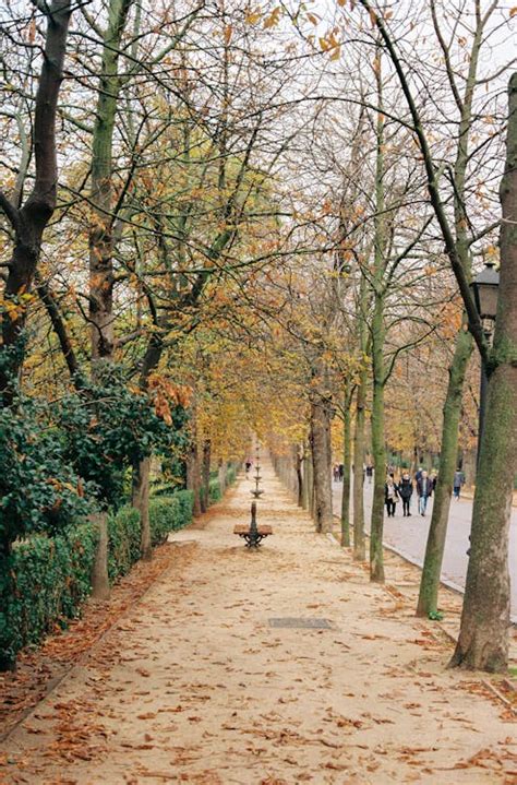 Бесплатные стоковые фото на тему аллея безмятежный голые деревья городской деревья дорожка