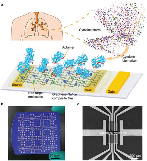 Graphene Field Effect Transistor At Joseph Dudgeon Blog