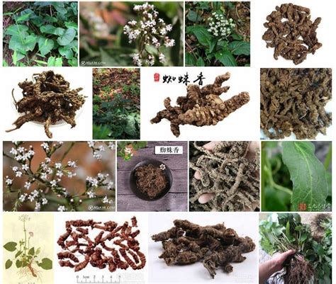 蜘蛛香 Valeriana jatamansi 拉丁名学名属名科名植物生活型图片