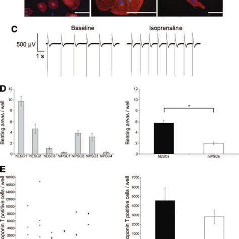 Hepatocyte Differentiation A Schematic Presentation Of The Protocol
